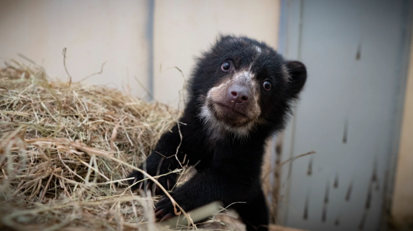 Con la llegada de Fura, el Bioparque Ukumarí renueva su compromiso con ...